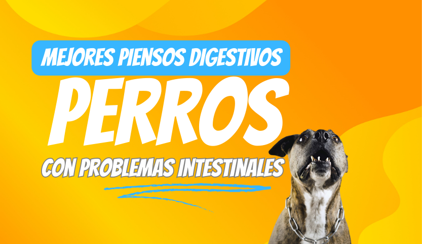 Mejores piensos para perros con problemas digestivos - Petfood Opiniones